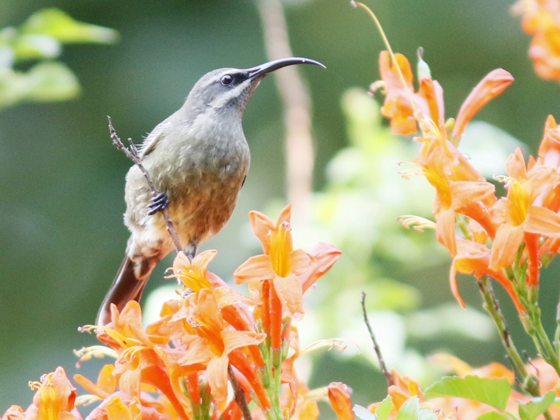Bronze Sunbird - eBird
