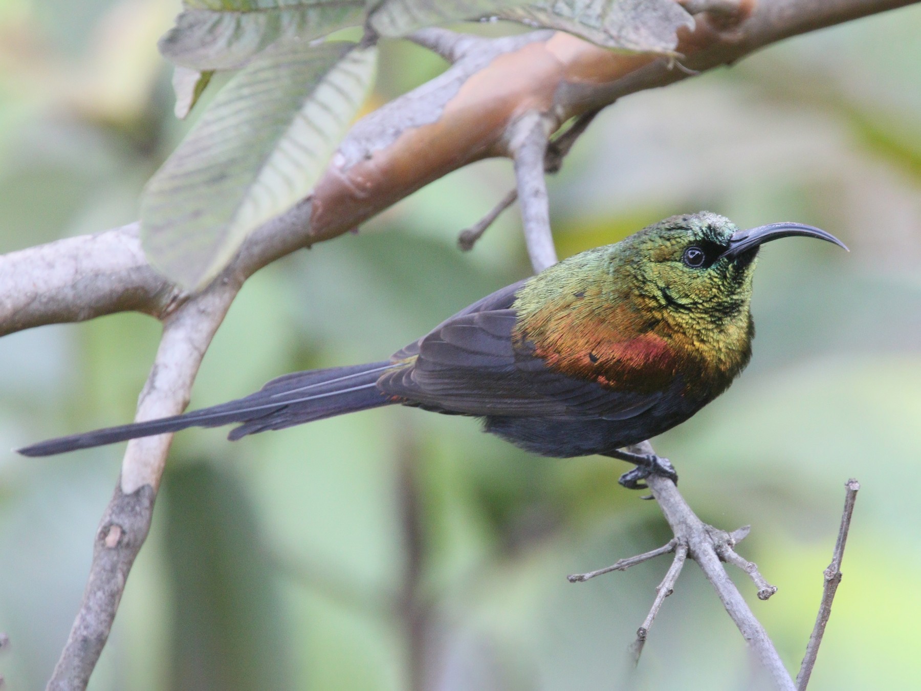 Bronze Sunbird - eBird