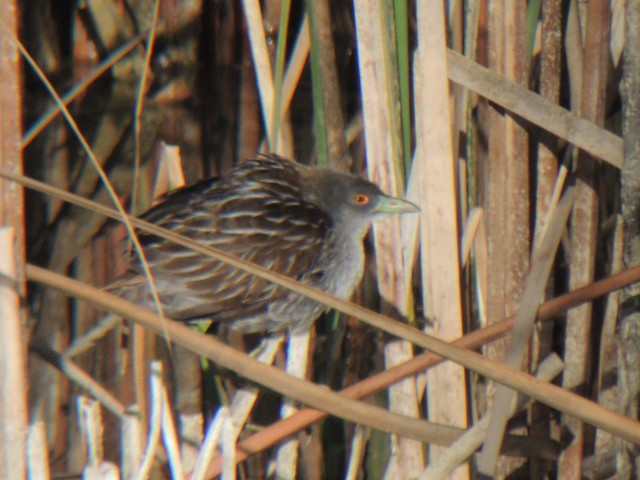 Striped Crake - eBird
