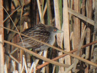 Striped Crake - eBird