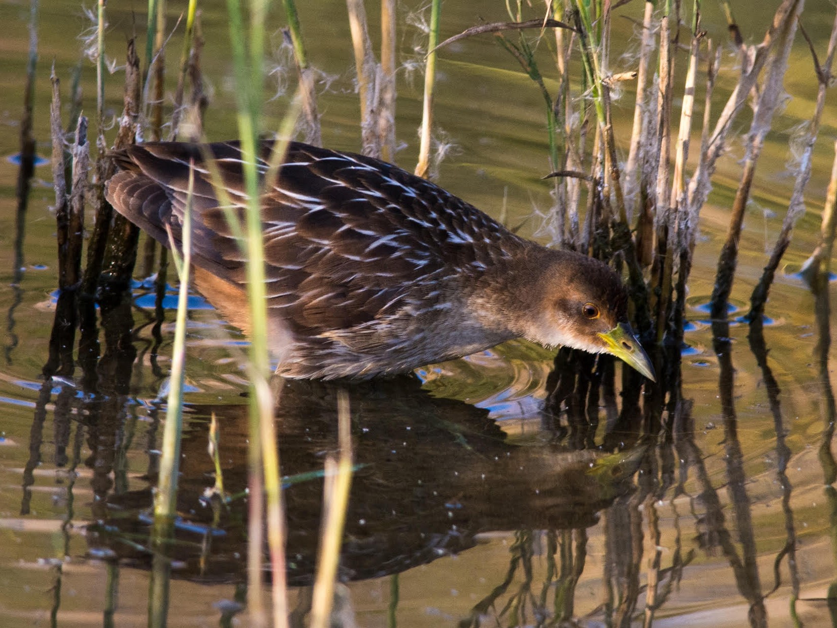 Striped Crake - eBird