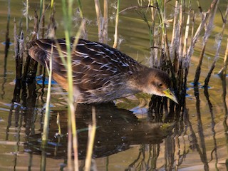 Striped Crake - eBird