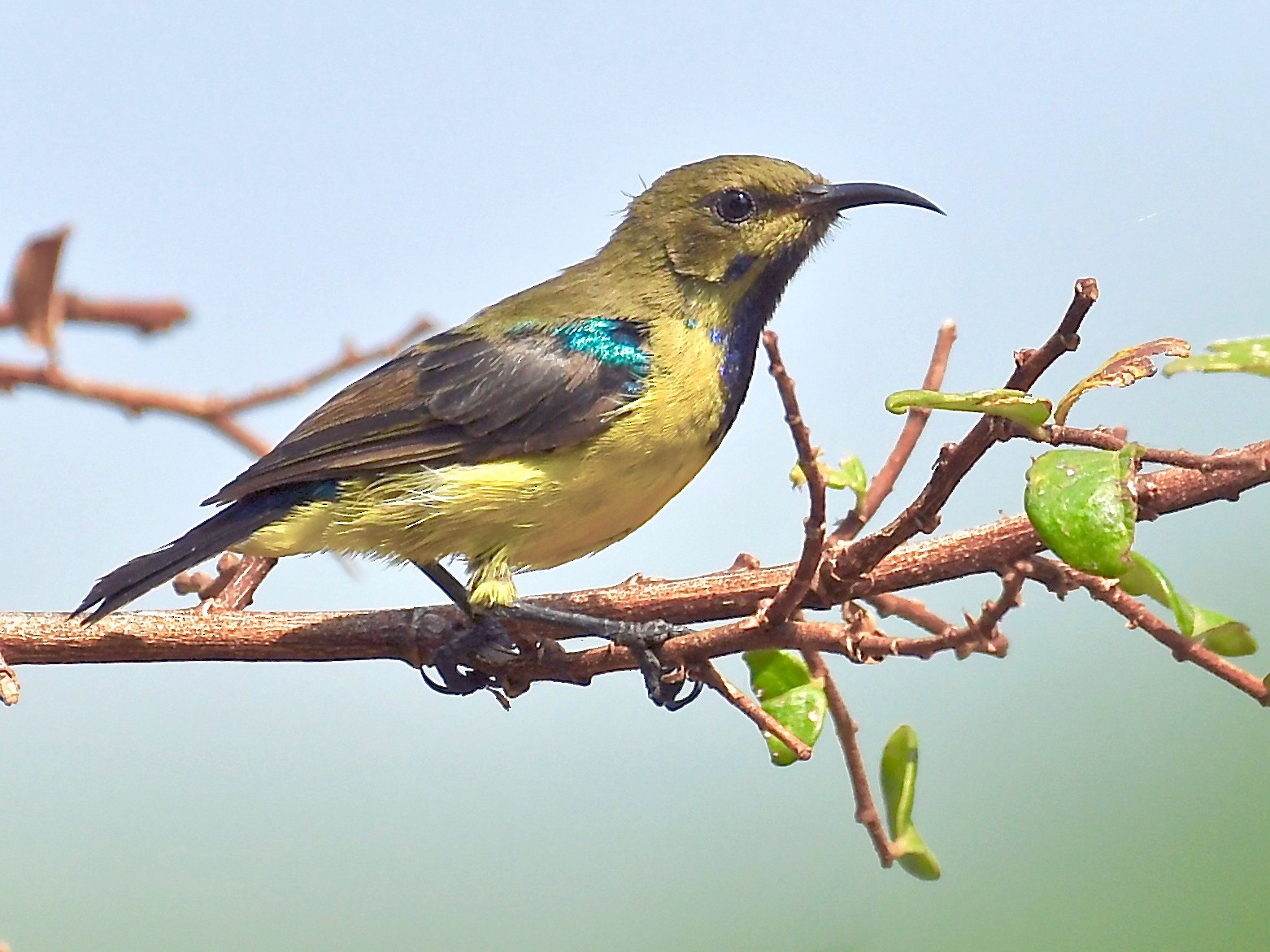 Variable Sunbird - eBird