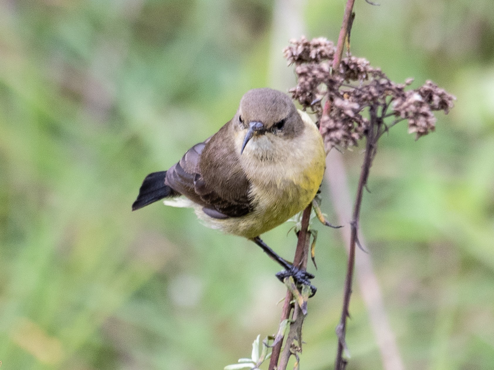 Variable Sunbird - eBird