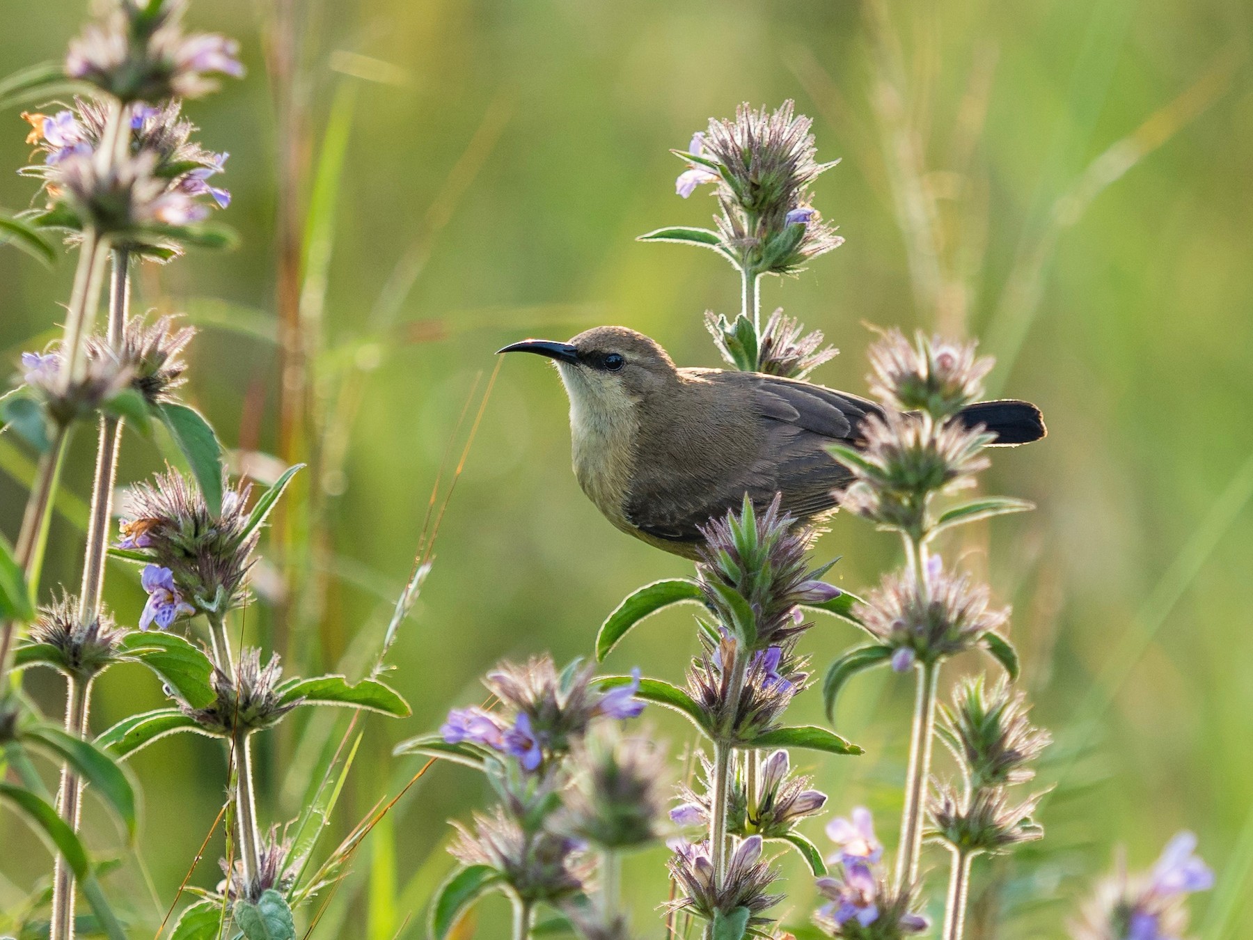 Variable Sunbird - eBird
