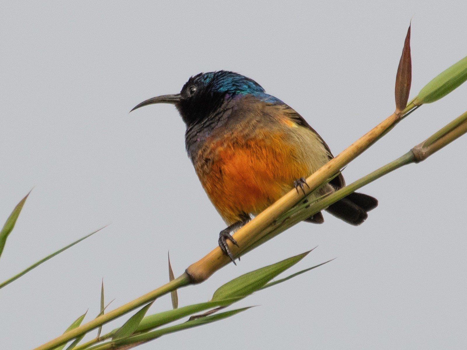 Variable Sunbird - eBird