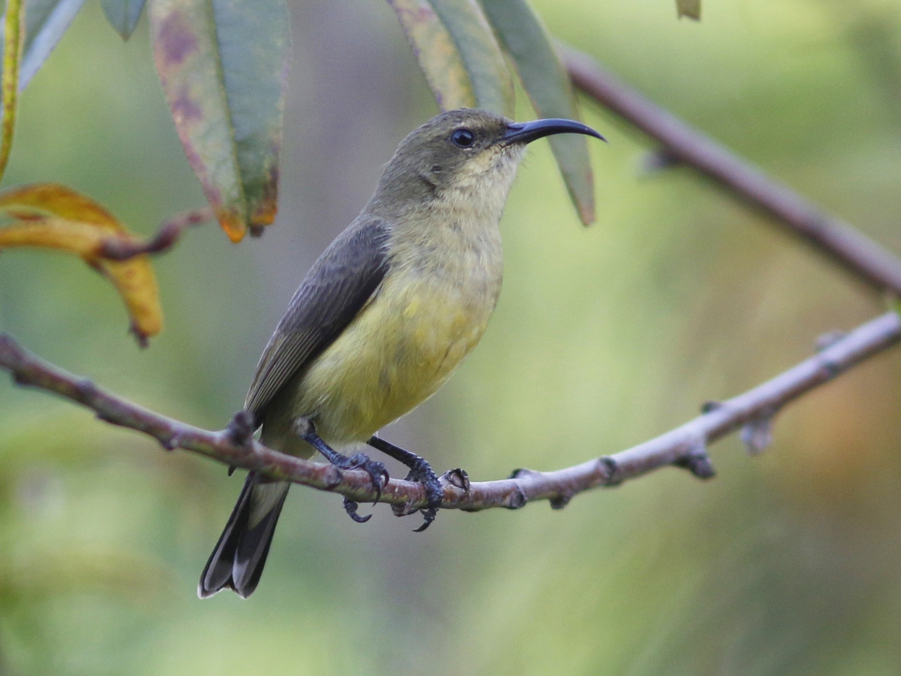 Variable Sunbird - eBird