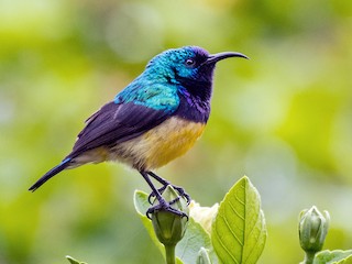 Variable Sunbird - eBird