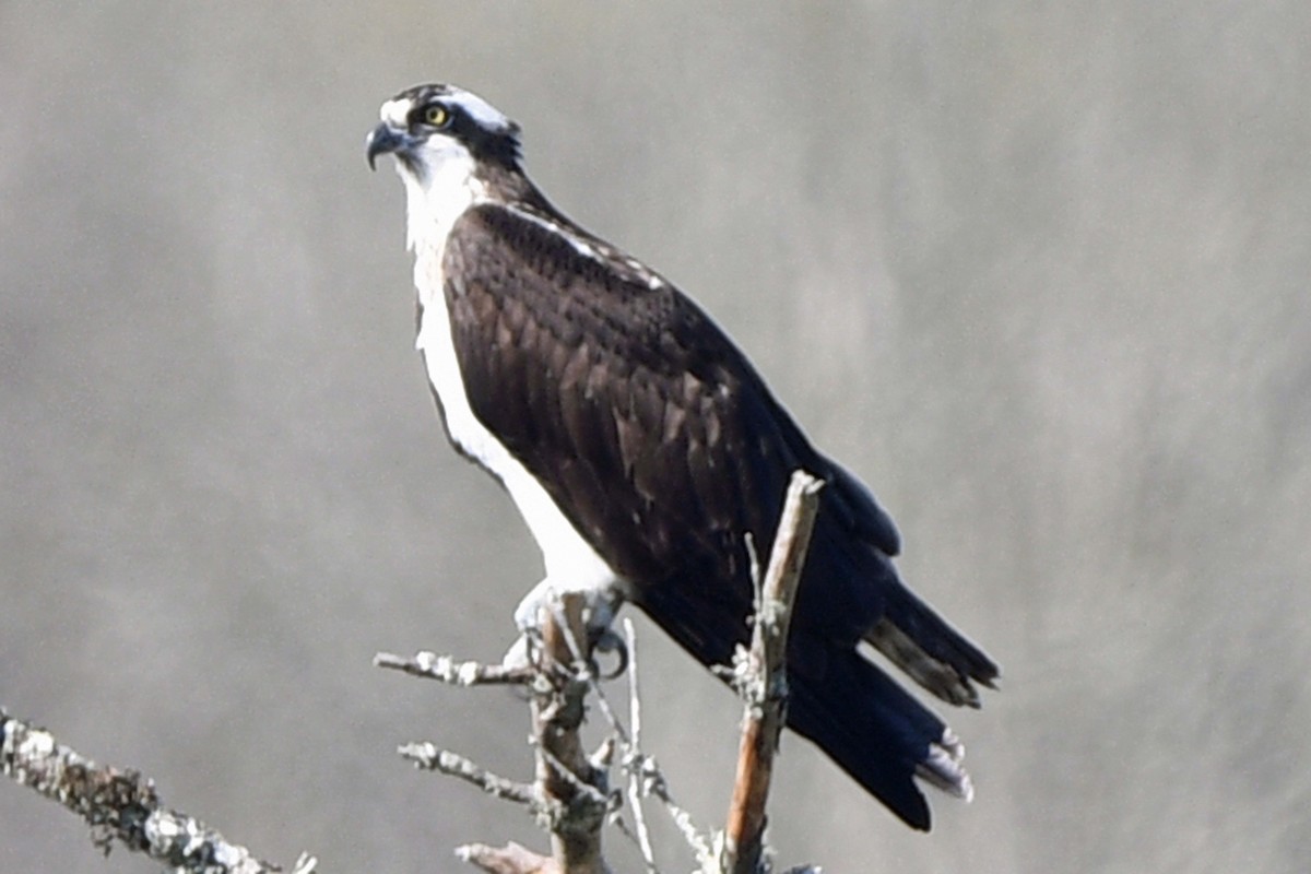 eBird Checklist - 17 Apr 2020 - Sandy Mush Game Land--Bear Creek Access ...
