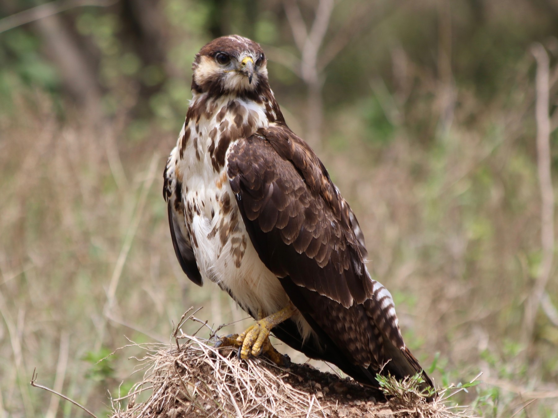 Augur Buzzard (Augur) - eBird