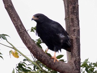 Augur Buzzard - eBird