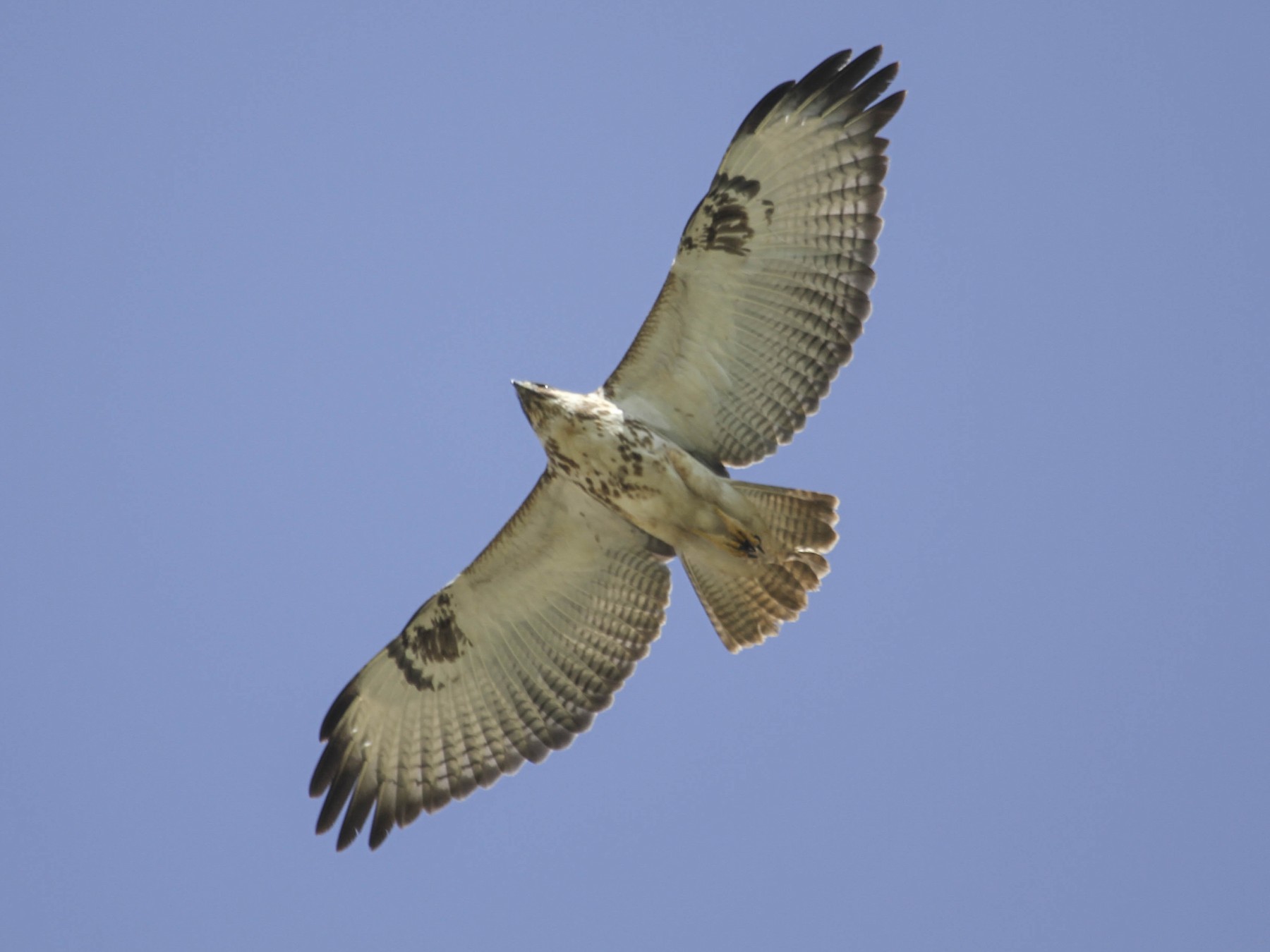 Augur Buzzard (Augur) - eBird
