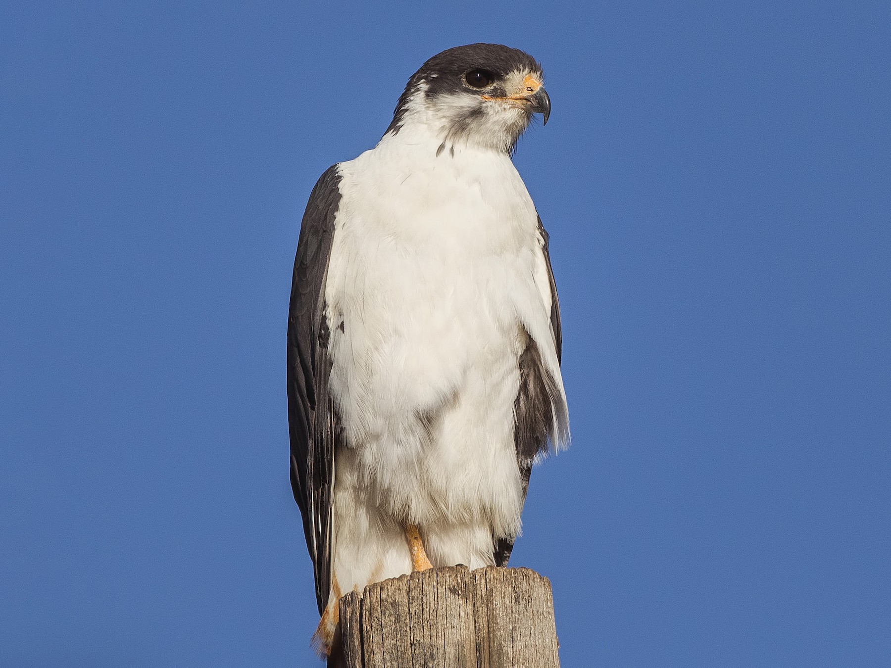 Augur Buzzard (Augur) - eBird