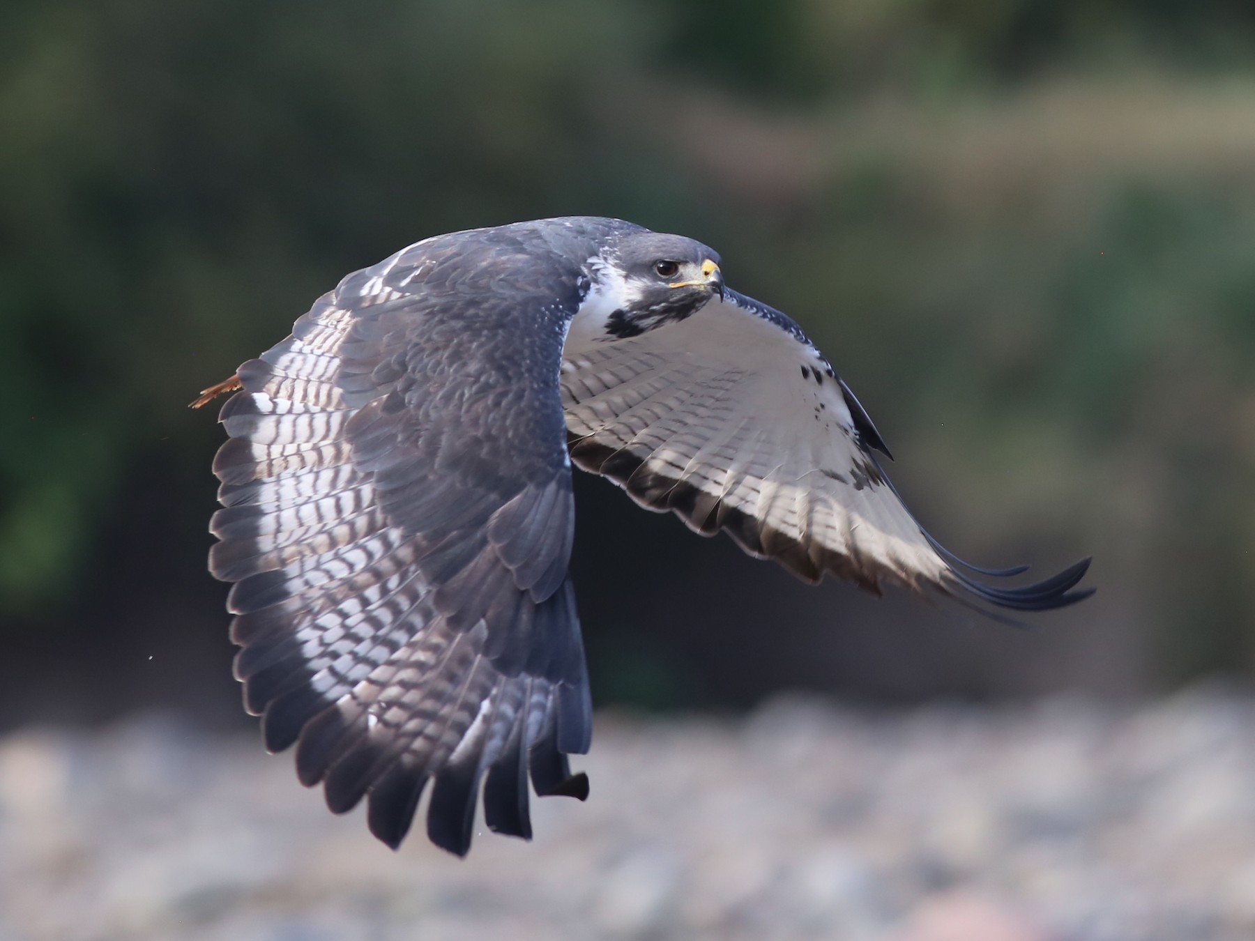 Augur Buzzard (Augur) - eBird