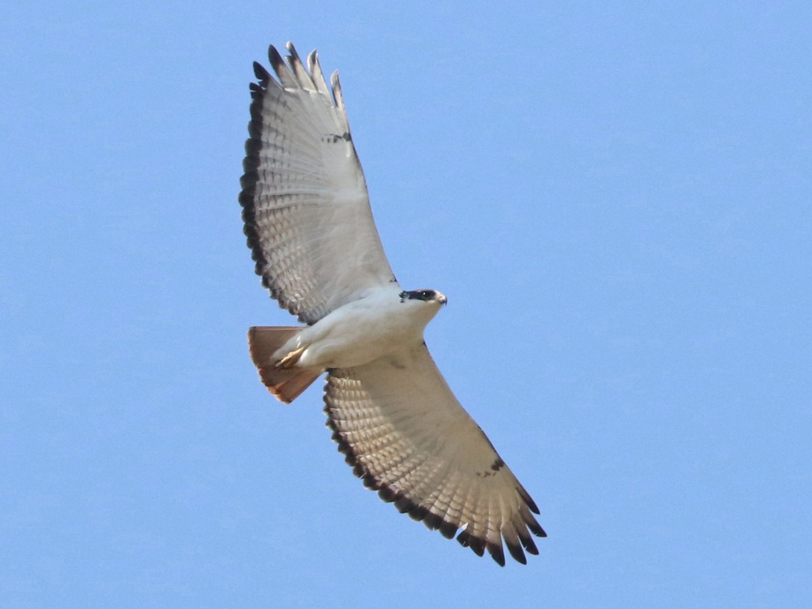 Augur Buzzard (Augur) - eBird