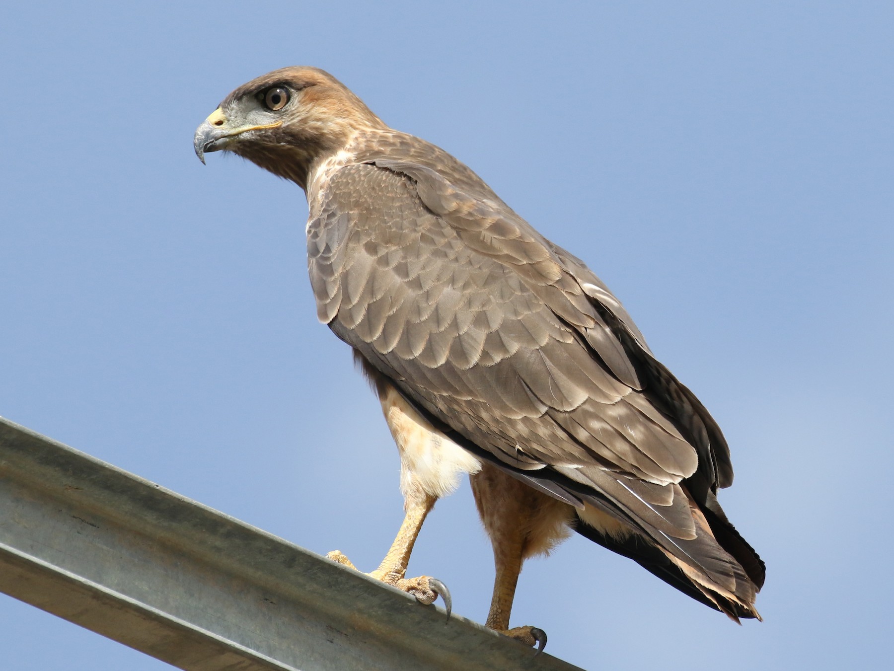 Augur Buzzard (Augur) - eBird
