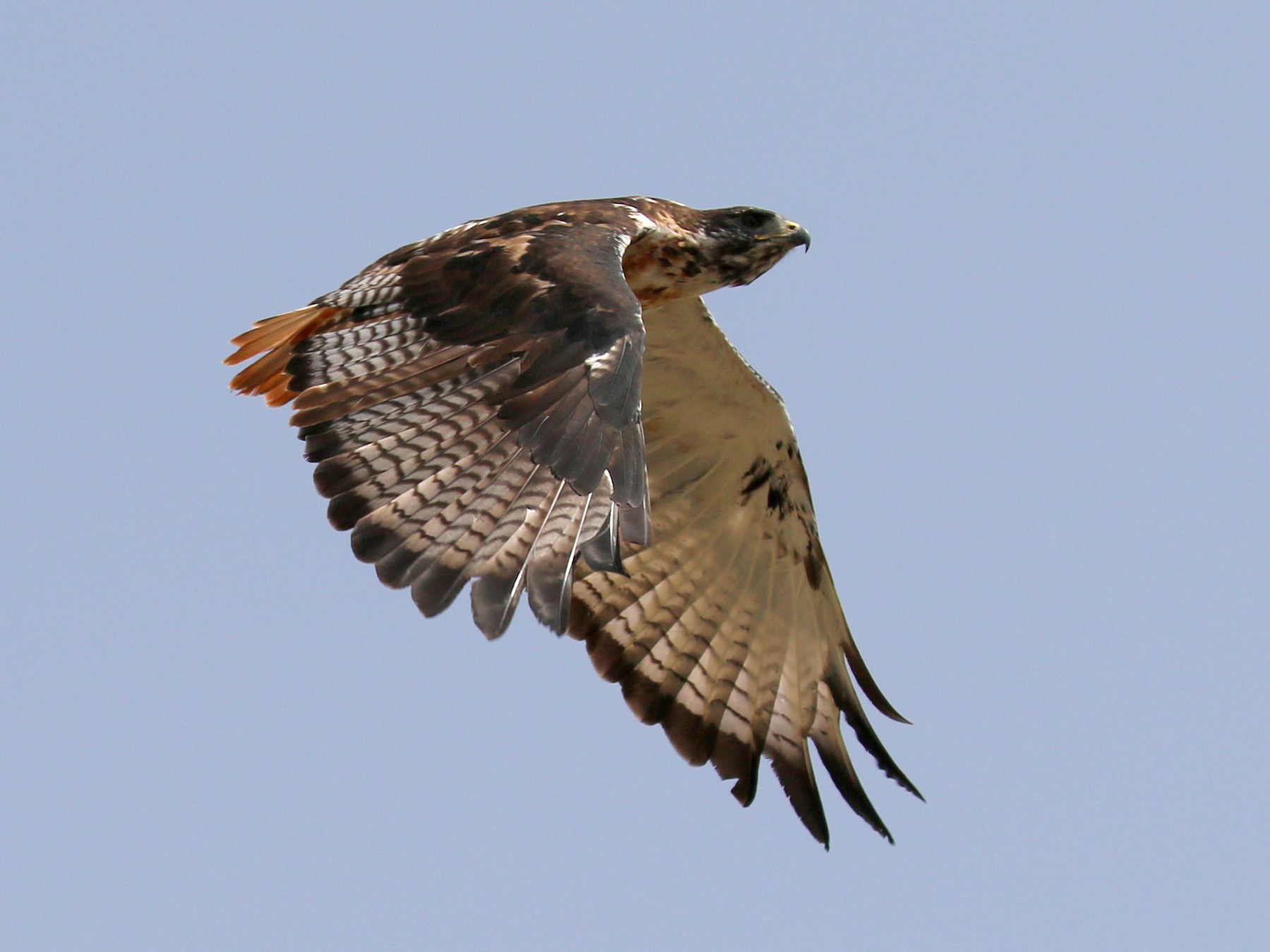 Augur Buzzard (Augur) - eBird