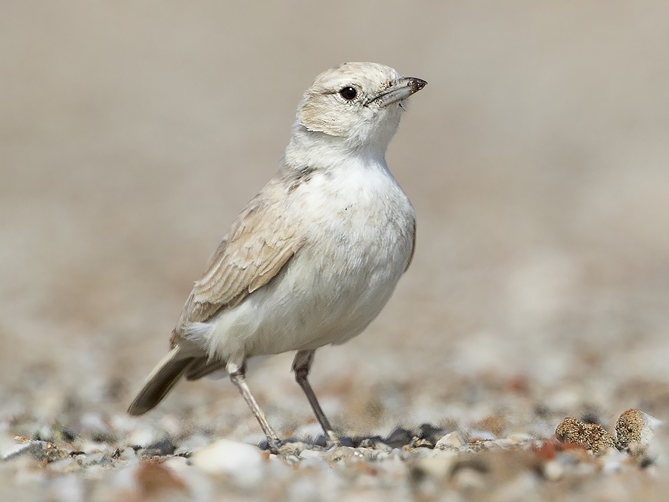 Gray's Lark - eBird