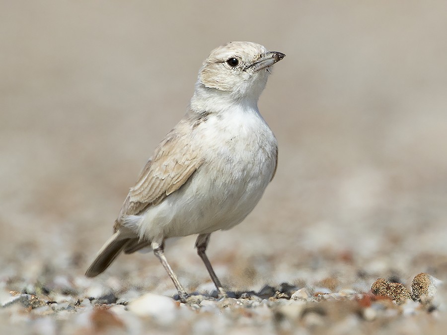 Gray's Lark - eBird