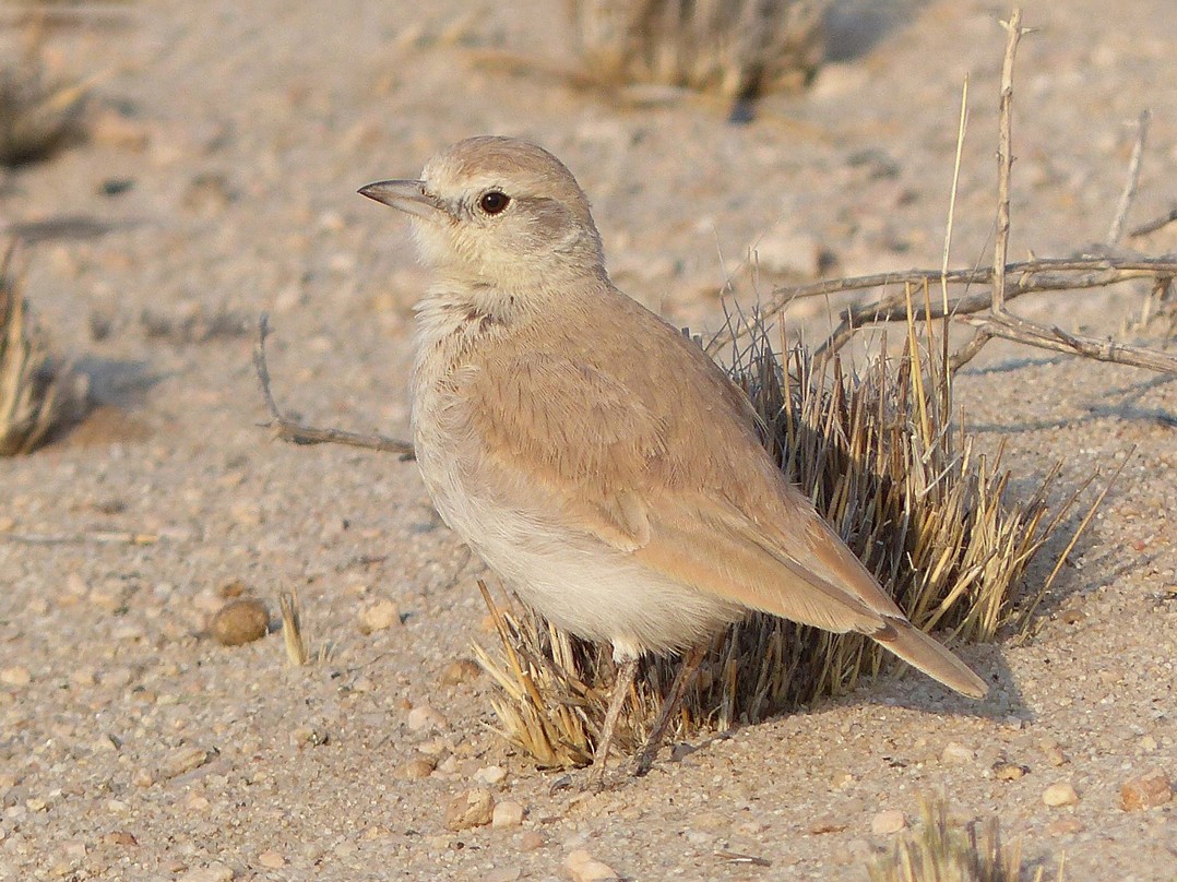 Gray's Lark - eBird