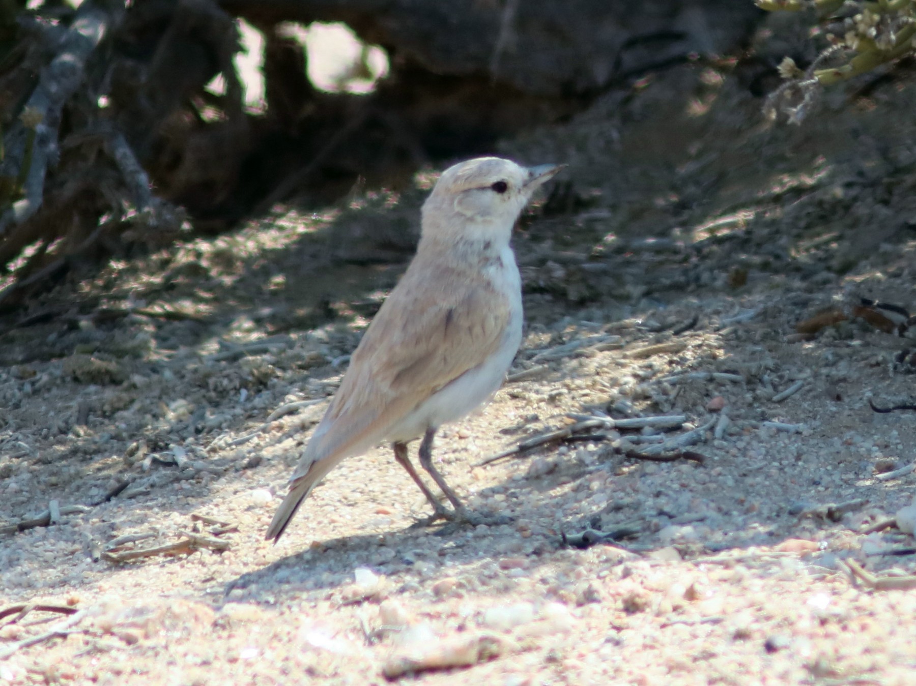 Gray's Lark - eBird