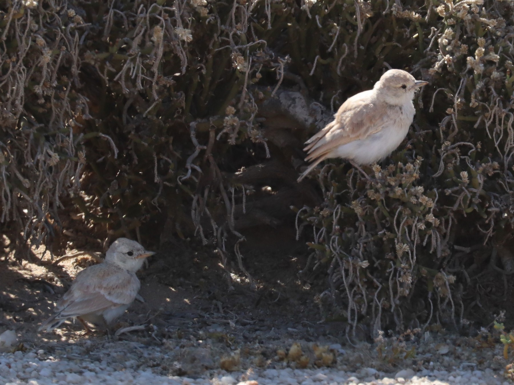 Gray's Lark - eBird
