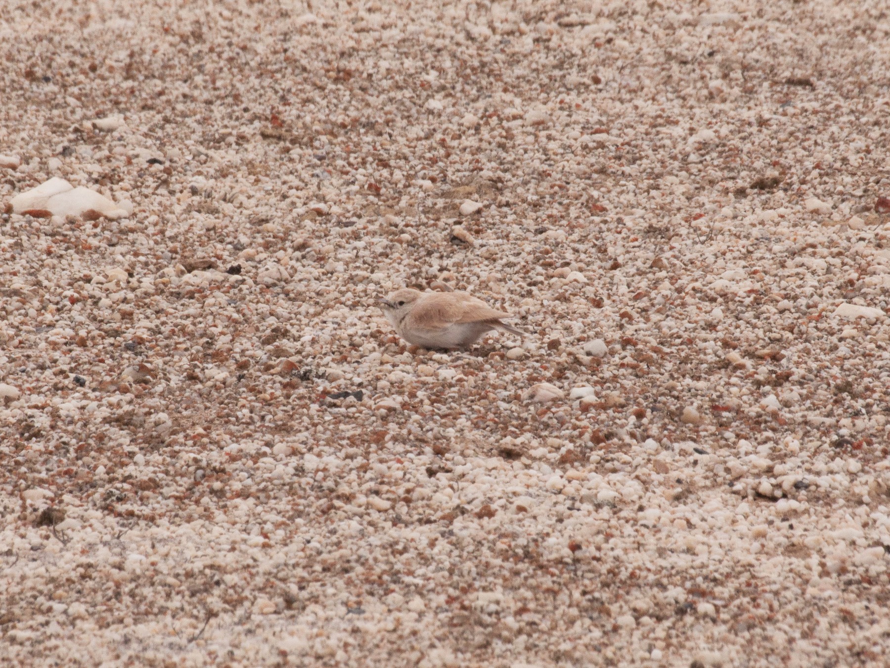 Gray's Lark - eBird