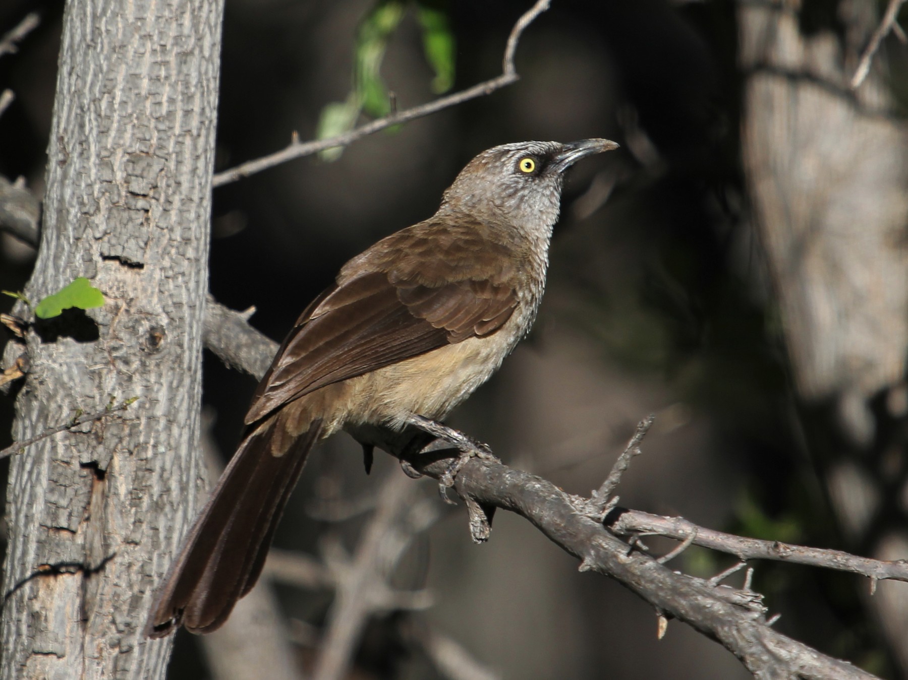 Black-faced Babbler - eBird
