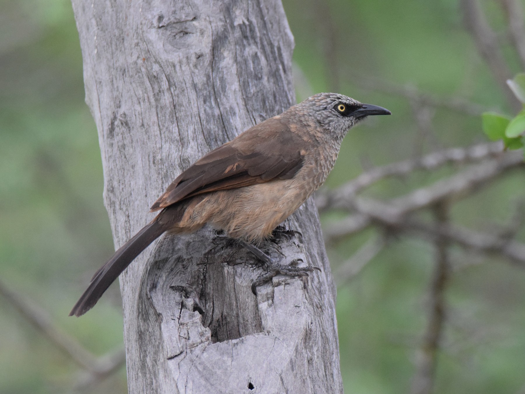 Black-faced Babbler - eBird