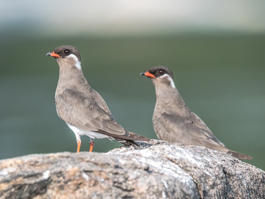 Rock Pratincole - eBird