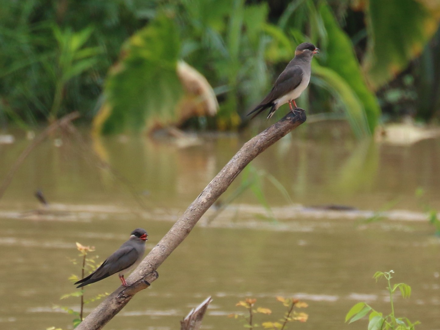 Rock Pratincole - eBird