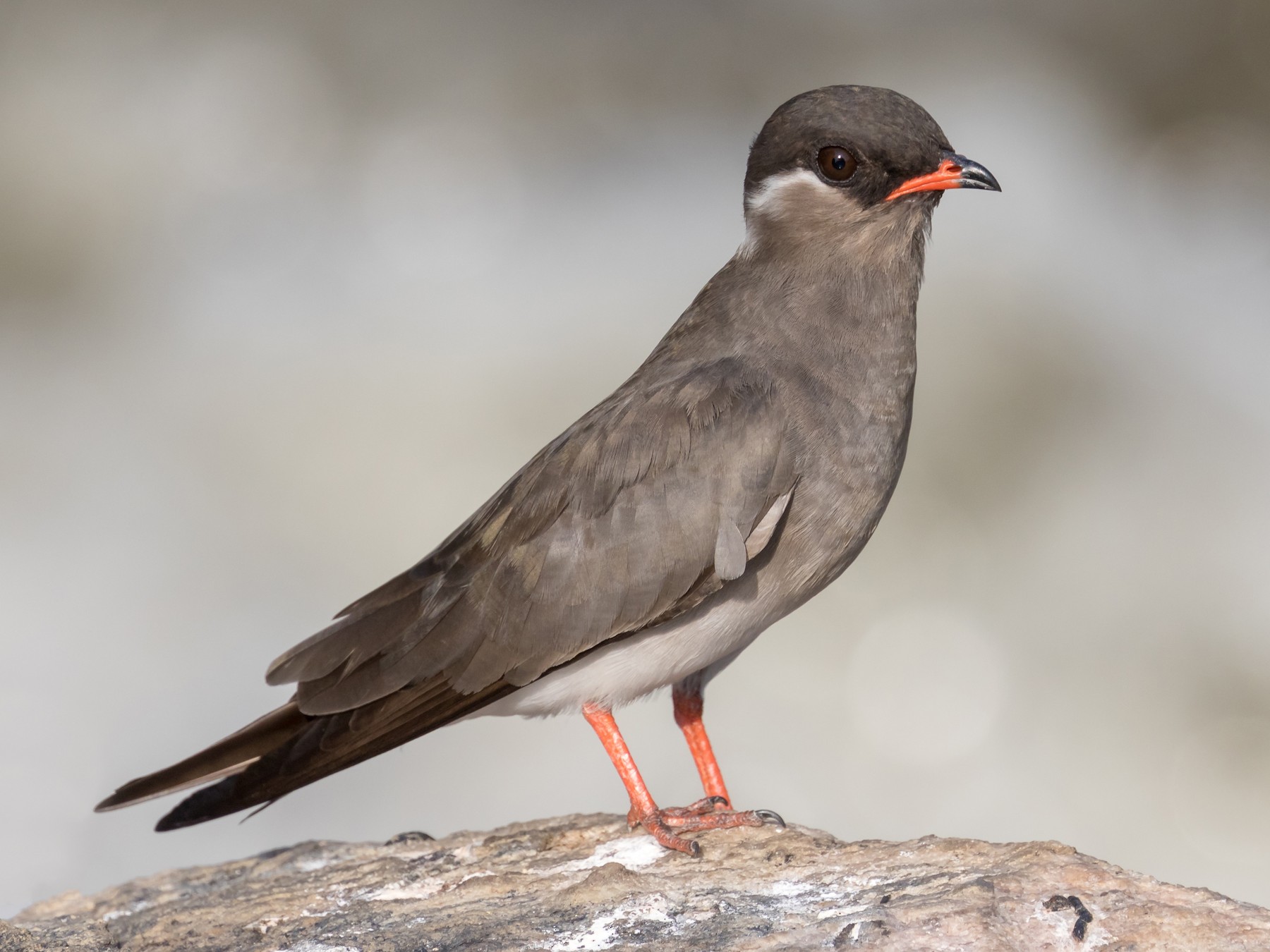 Rock Pratincole - eBird