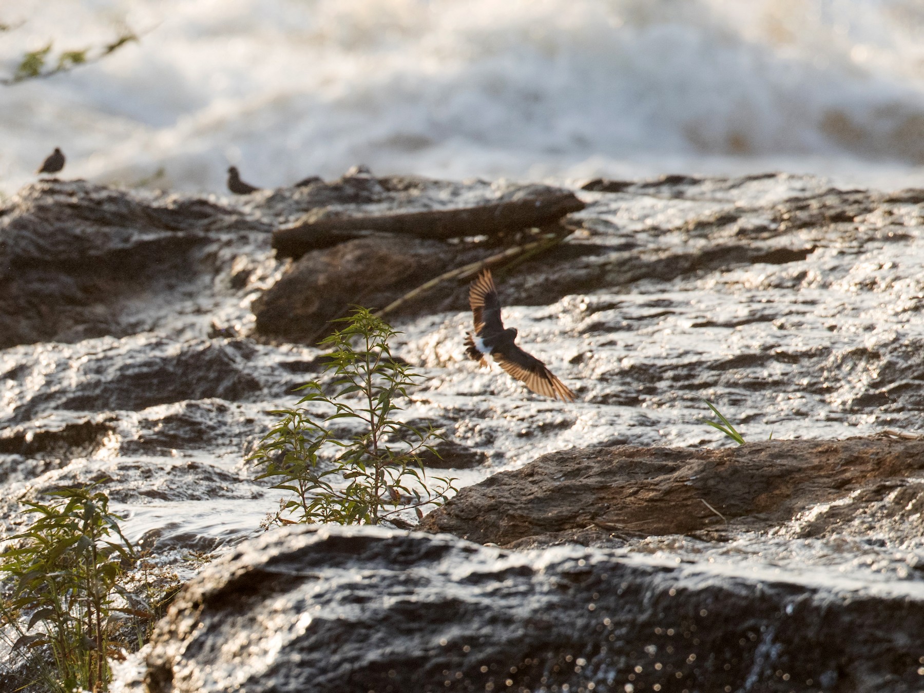 Rock Pratincole - eBird