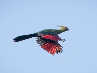 Touraco de Schalow - eBird