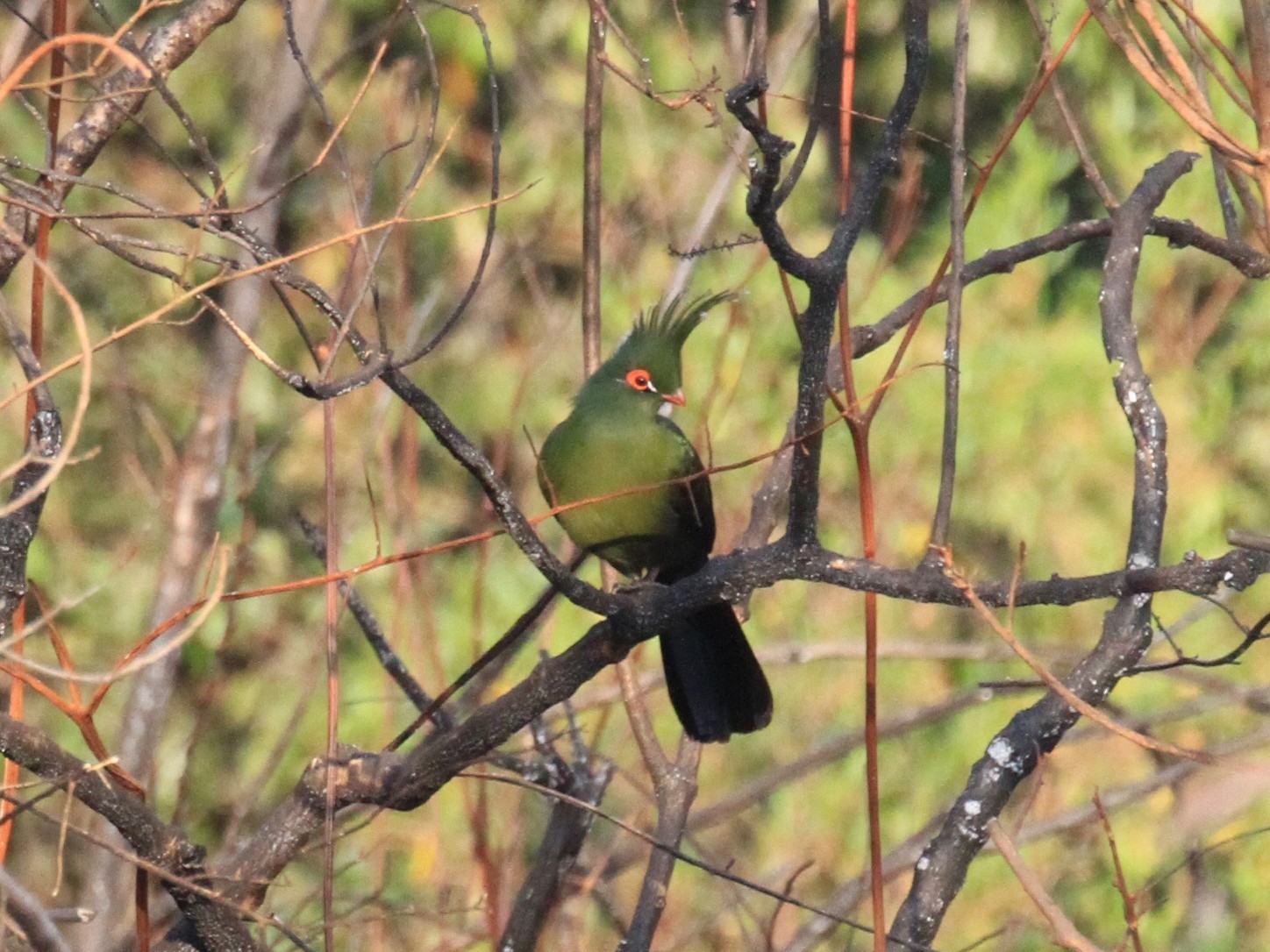 Schalow's Turaco - eBird