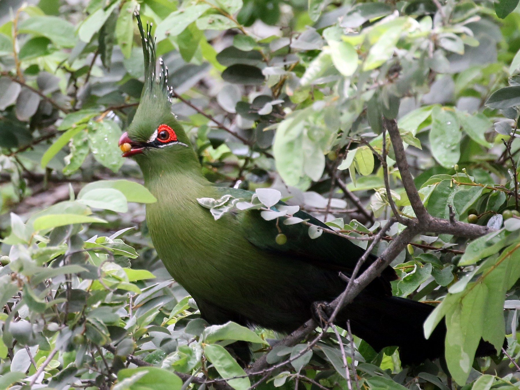 Schalow's Turaco - eBird