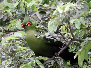 Touraco de Schalow - eBird