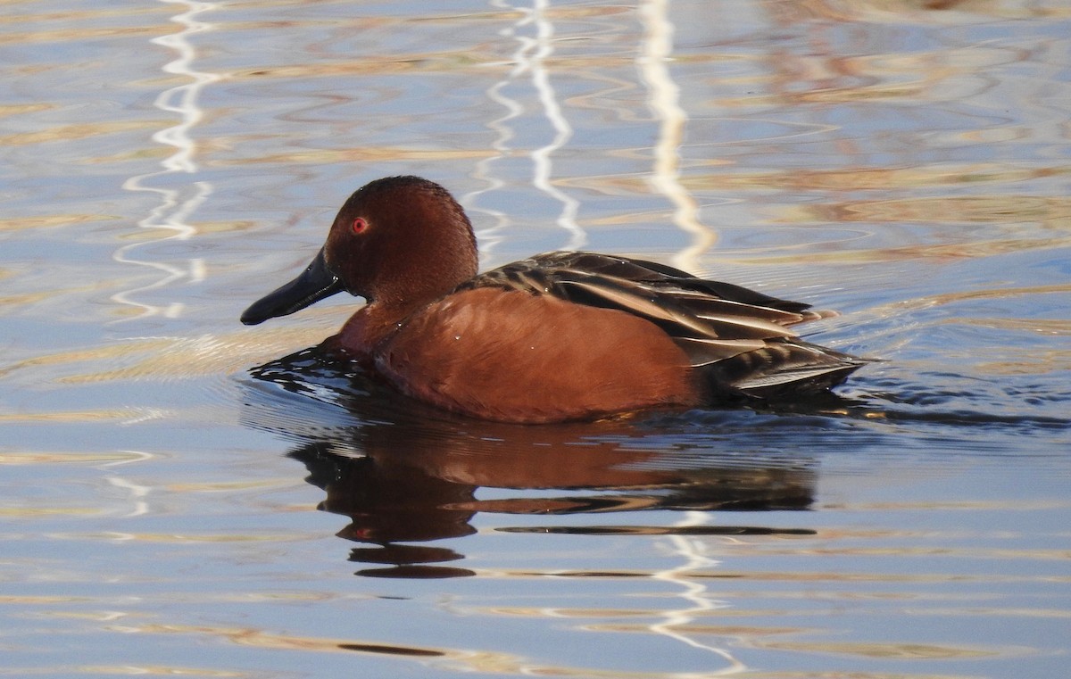 eBird Checklist - 15 Apr 2020 - Spring Meadow Lake - 18 species