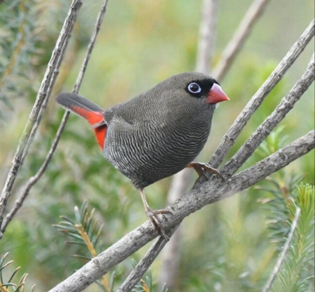 eBird Checklist - 6 Apr 2020 - Brisbane Water National Park--Warrah ...