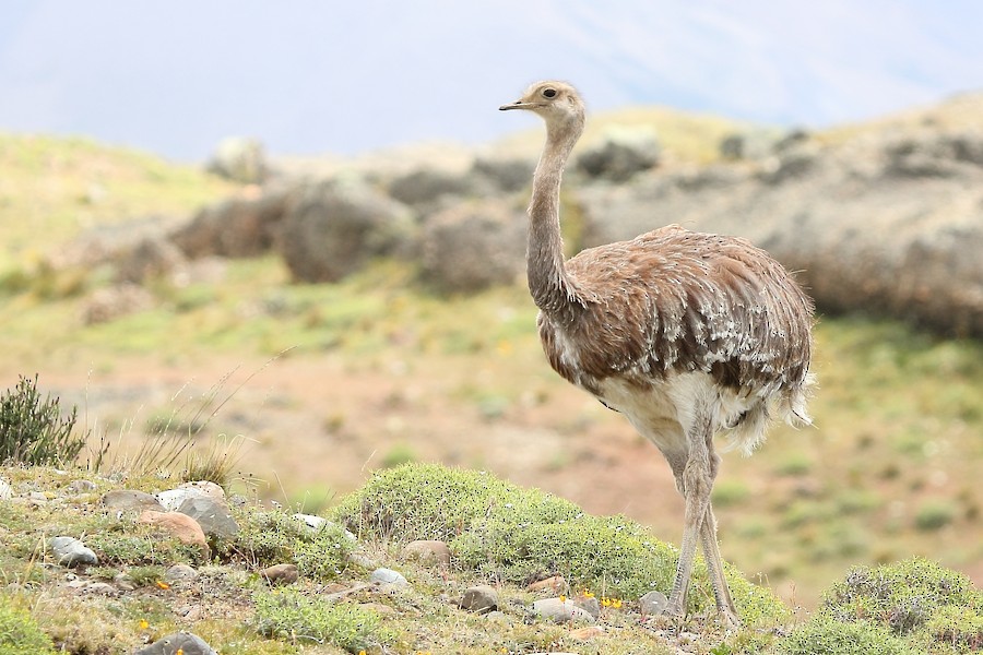Lesser Rhea (Darwin's) - eBird
