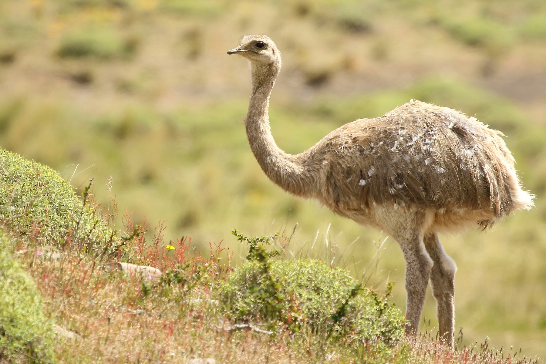 Lesser Rhea (Darwin's) - eBird