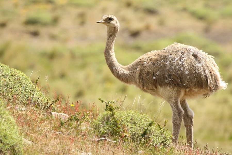Lesser Rhea (Darwin's) - eBird