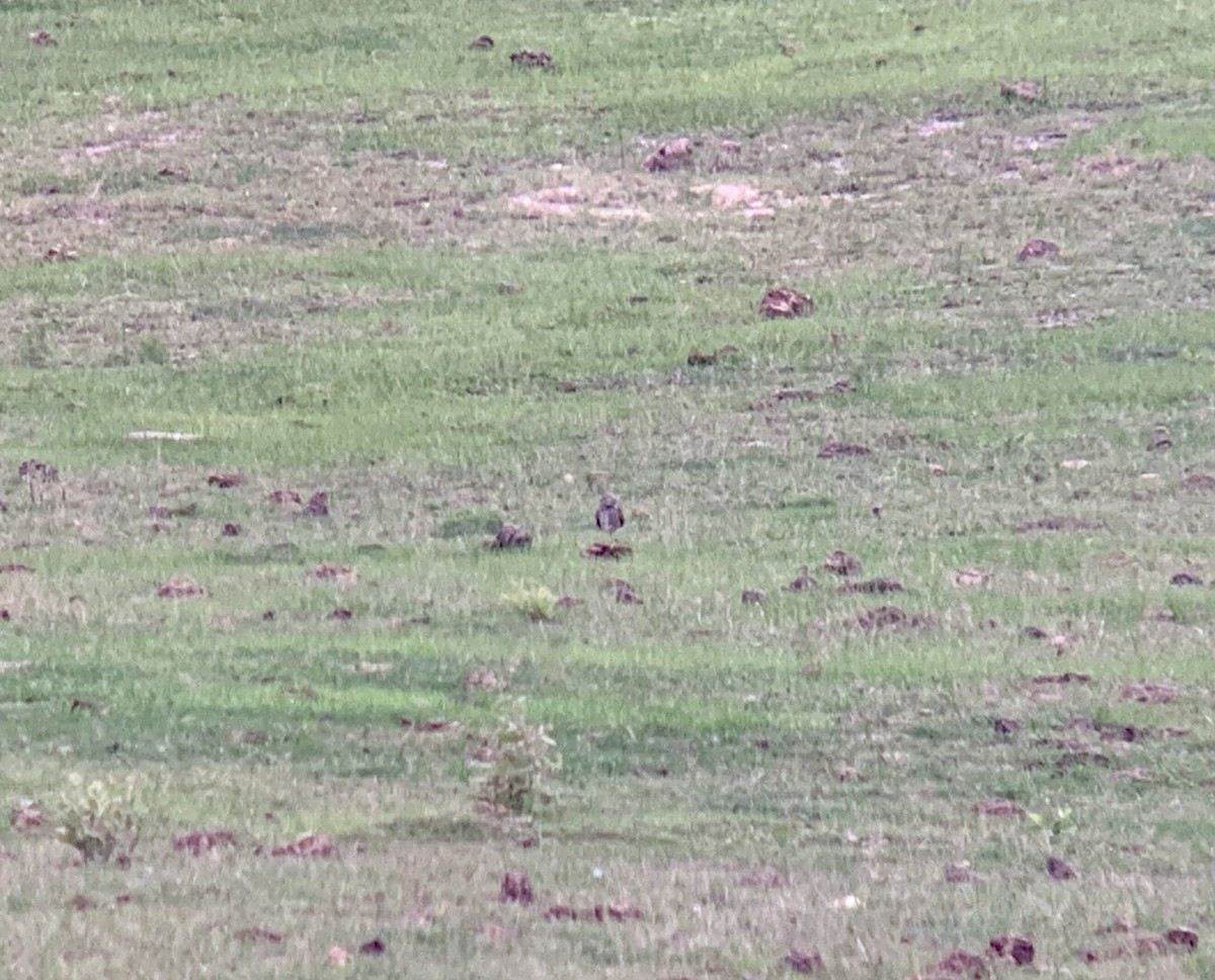 eBird Checklist - 18 Apr 2020 - Watermelon Pond WEA - 26 species