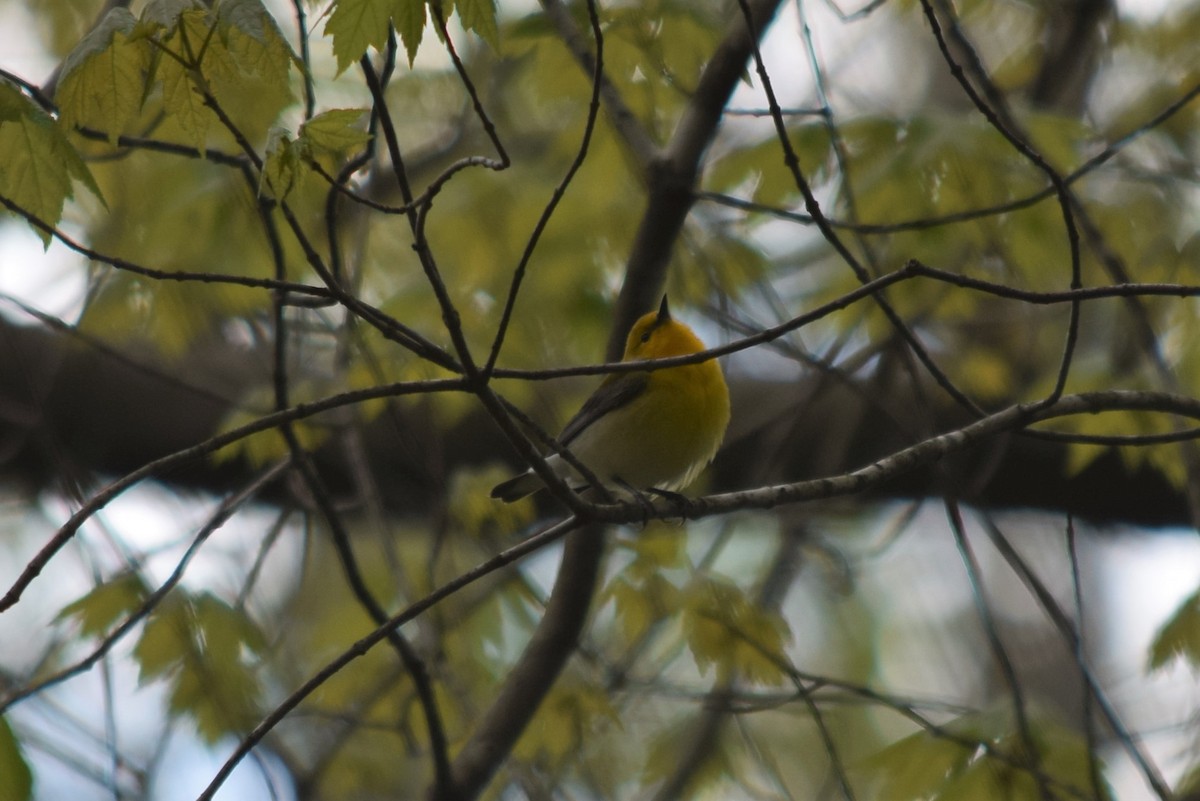 Virginia Breeding Bird Atlas Checklist - 18 Apr 2020 - Difficult Run ...