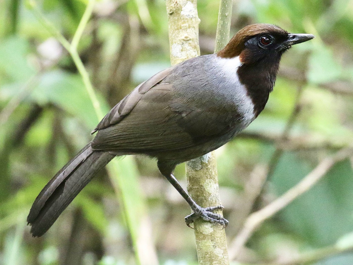 White-necked Laughingthrush - eBird