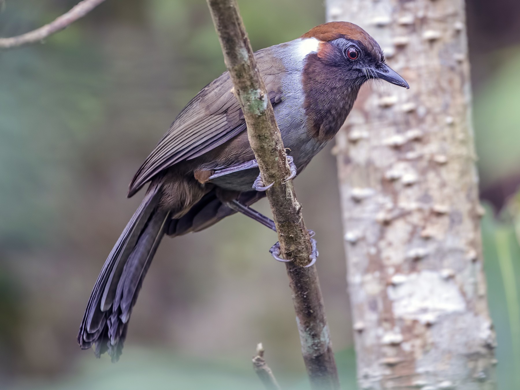 White-necked Laughingthrush - eBird