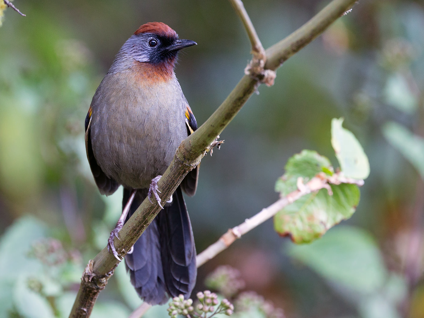 Silver-eared Laughingthrush - eBird