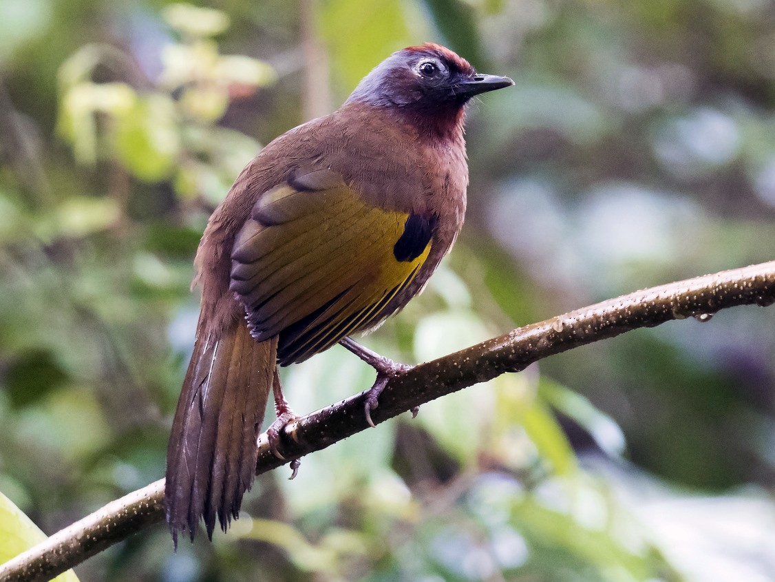 Malayan Laughingthrush - eBird
