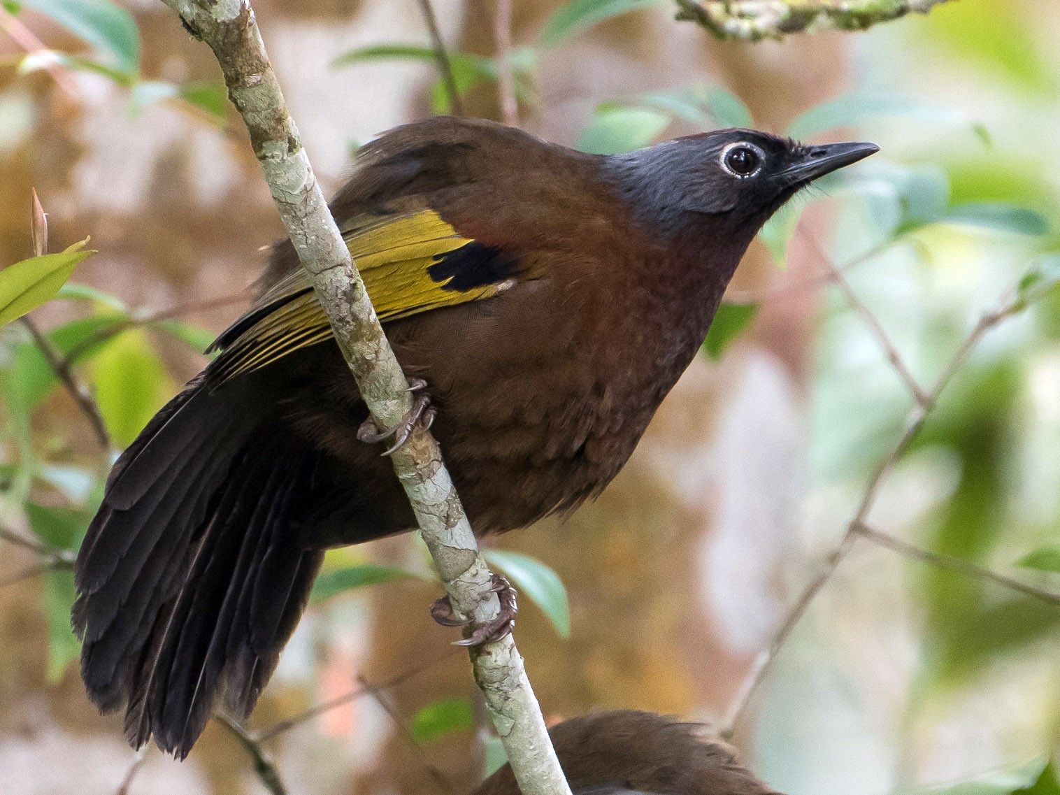 Malayan Laughingthrush - eBird