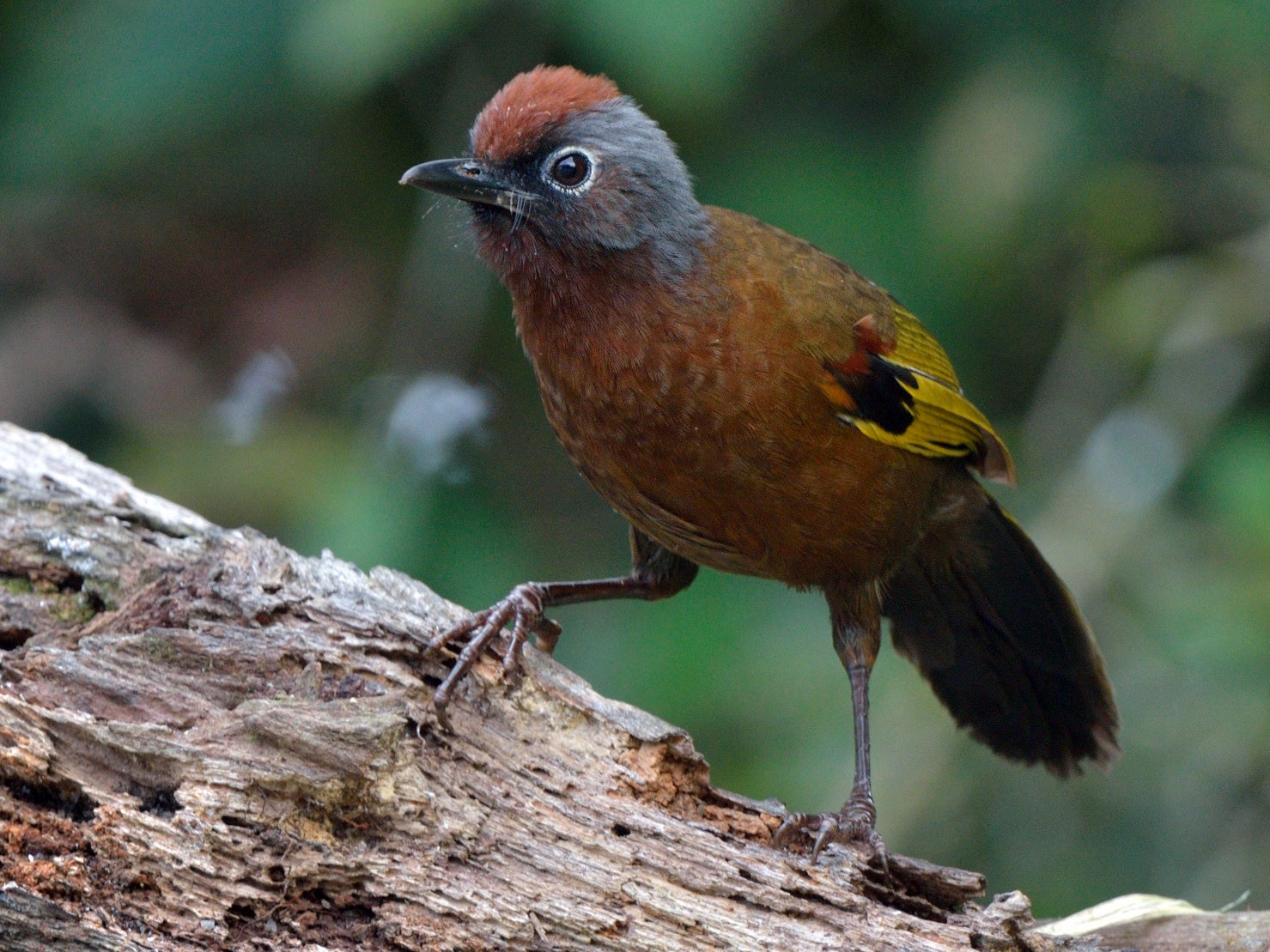 Malayan Laughingthrush - eBird
